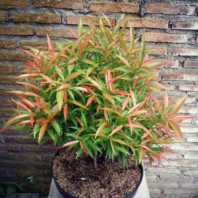 Jual bibit tanaman pucuk merah | Shopee Indonesia