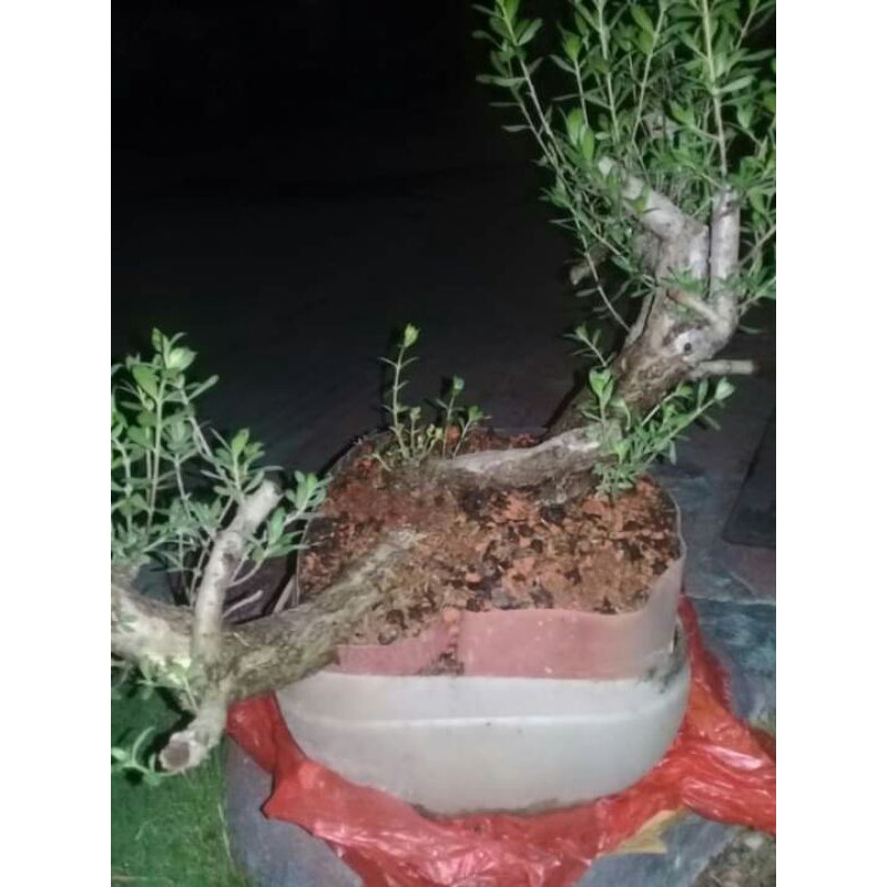Jual bonsai santigi | Shopee Indonesia Jual bonsai santigi | Shopee Indonesia