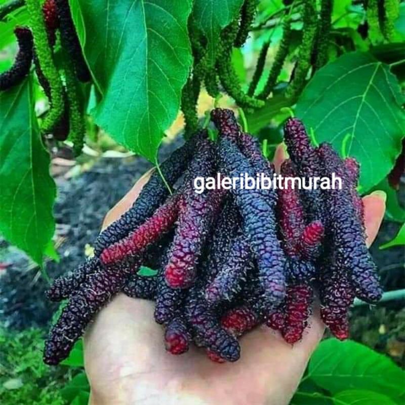 Jual BIBIT LONG MURBAY IMPORT PANJANG JUMBO | Shopee Indonesia