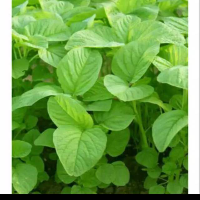 Jual Benih bayam hijau 100 gram cocok ditanam untuk dataran rendah atau ...