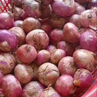 Jual Bawang Merah India Terlengkap & Harga Terbaru Mei 2024 | Shopee ...