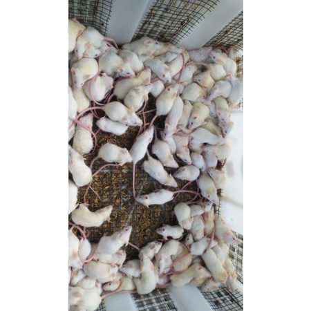 Jual paket indukan tikus putih mencit(Siap Kawin) (1jantan 4Betina ...