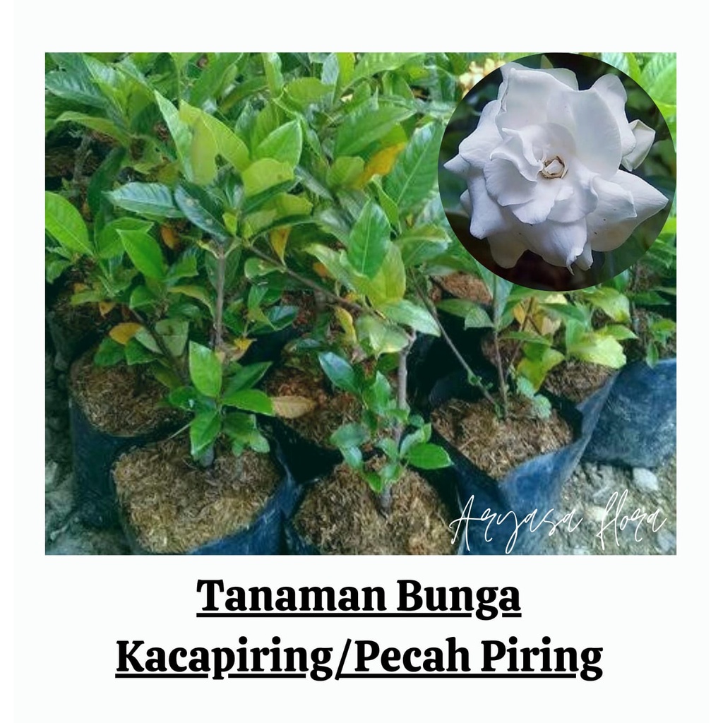 Jual Bibit Bunga Kacapiring Wangi/Cempiring/Bunga Pecah Piring | Shopee ...