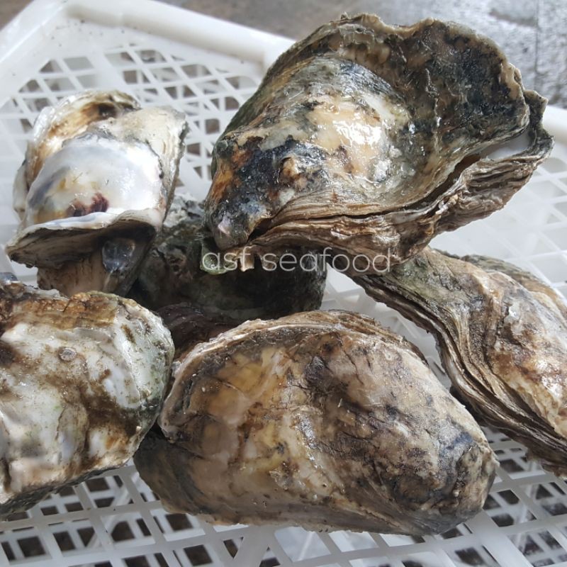 Jual Kerang Tiram / Oyster Utuh | Shopee Indonesia