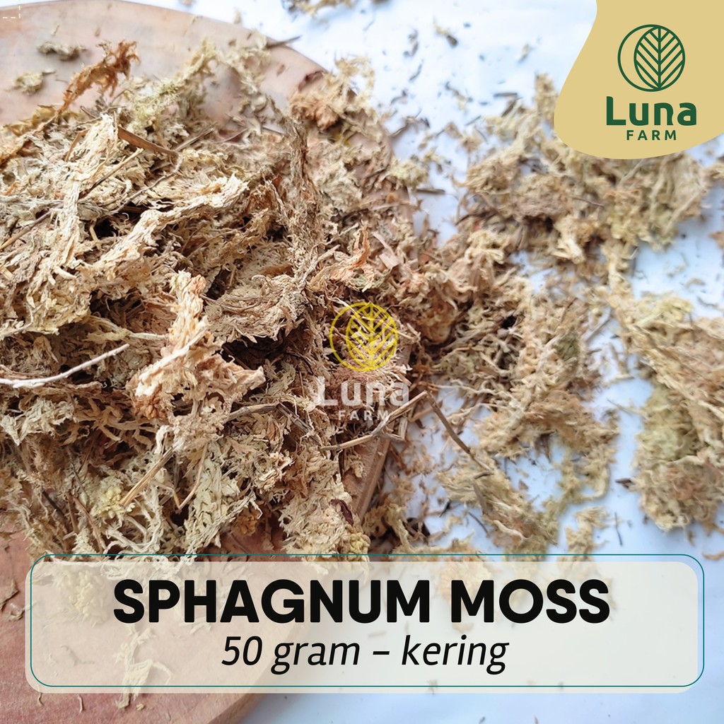 Jual Spagnum Moss Chile Lumut Putih Kering Import Sphagnum Moss 50 g ...