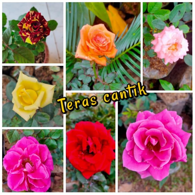 Jual Tanaman hias Bunga Mawar Hidup (Bunga Besar) | Shopee Indonesia