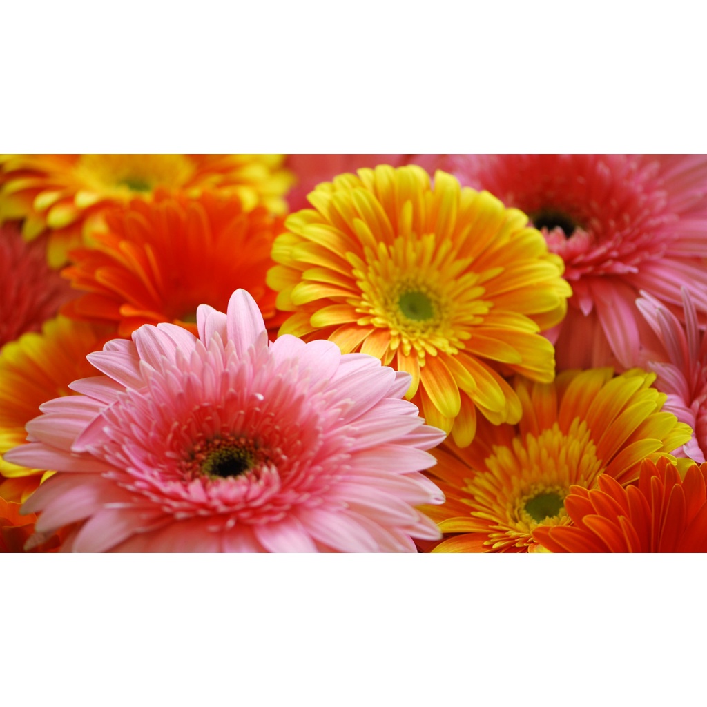 Jual Bibit Tanaman Bunga Gerbera Pink/Hebras Pink/Bunga Gerbera Holland Banyak Warna | Shopee ...