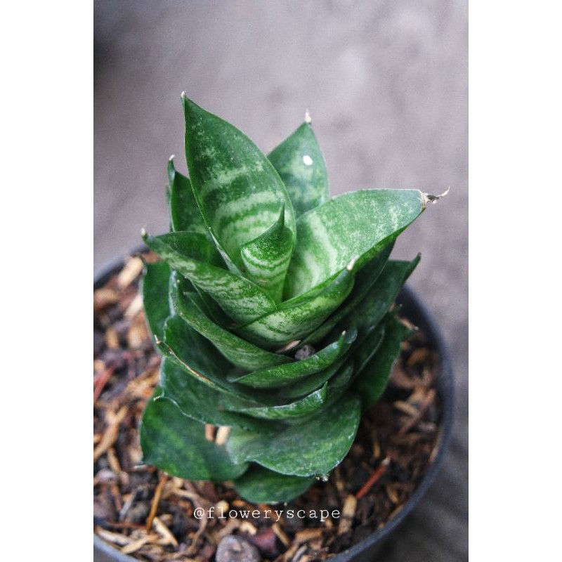 Jual Sansevieria hybrid tower / sansevieria pagoda | Shopee Indonesia