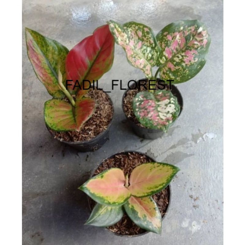 Jual paket 3 aglonema (ayunindi-dud tree colour-sultan brunei) anakan ...