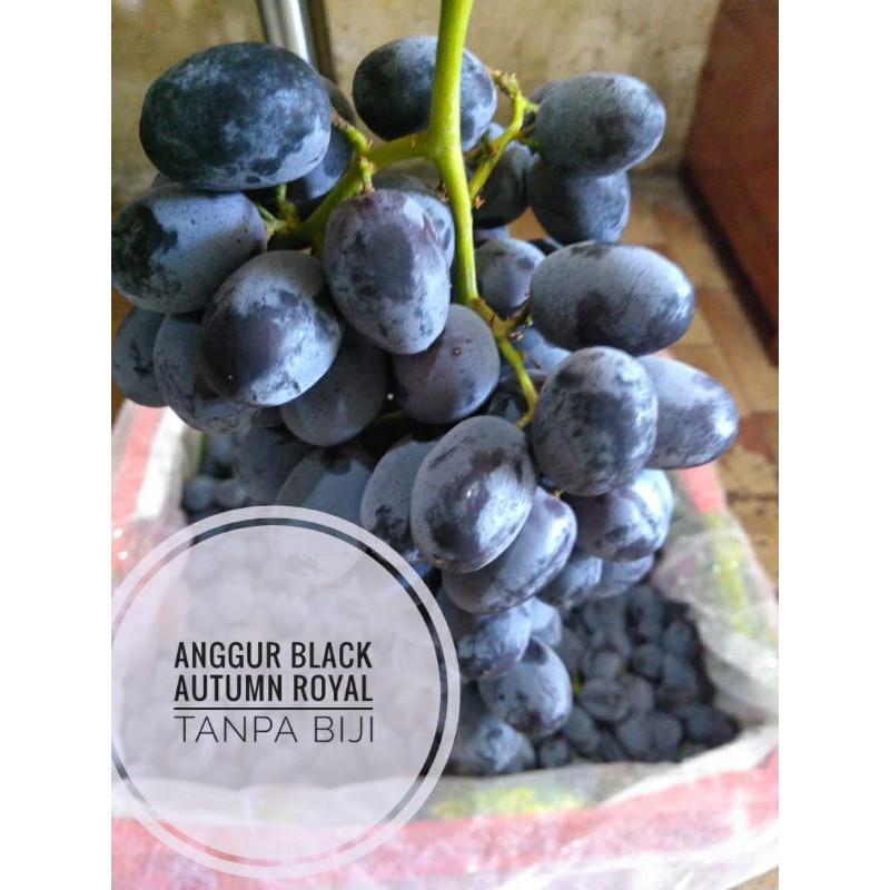 Jual Buah anggur hitam autumn royal sedles no biji 500gr | Shopee Indonesia