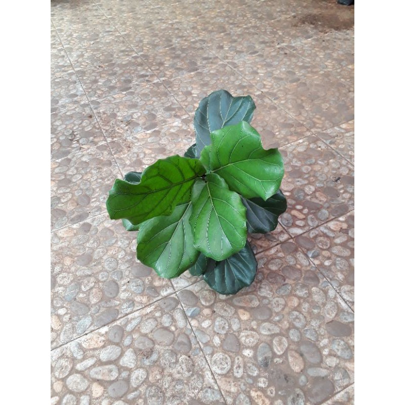 Jual Ketapang Biola (Ficus Lyrata) | Shopee Indonesia