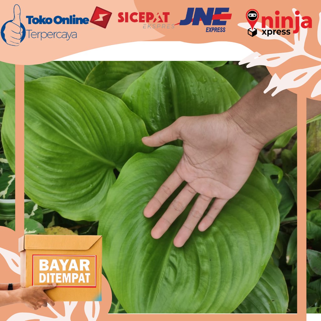 Jual TANAMAN HIAS TAPAK KUDA / KELADI IPOMOEA TAPAK KUDA | Shopee Indonesia