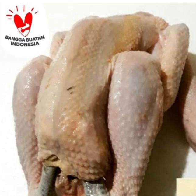 Jual daging ayam kampung utuh dijamin fresh segar | Shopee Indonesia