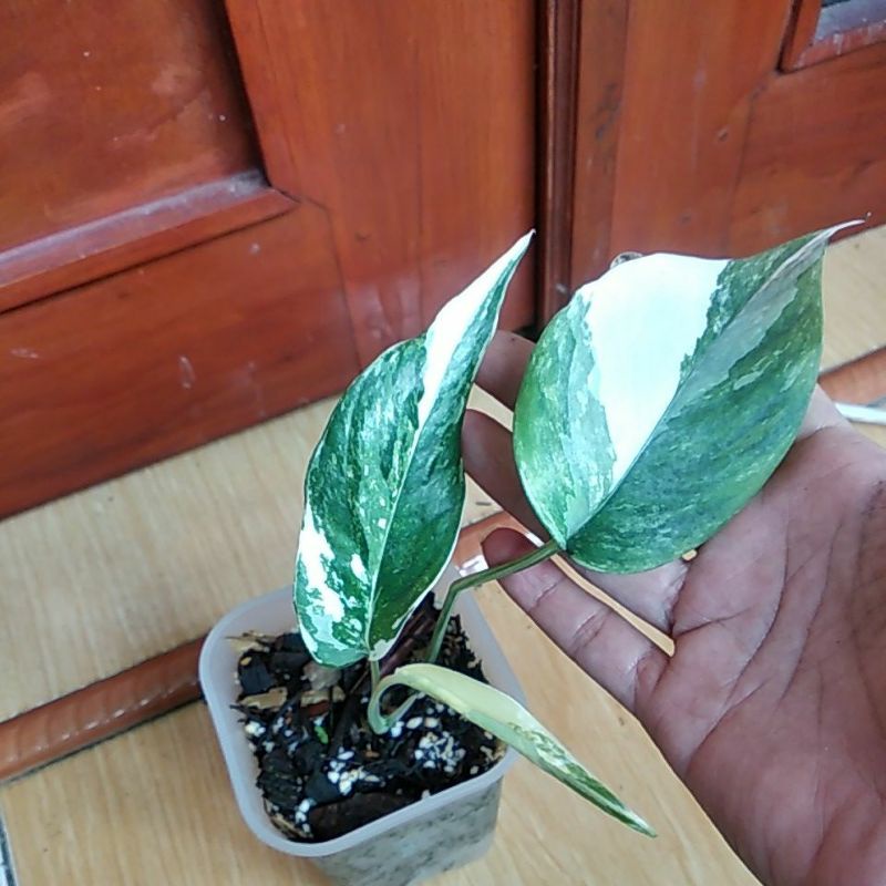 Jual Tanaman Hias Philodendron Epip Var / Epiprenum Pinatum Varigata ...