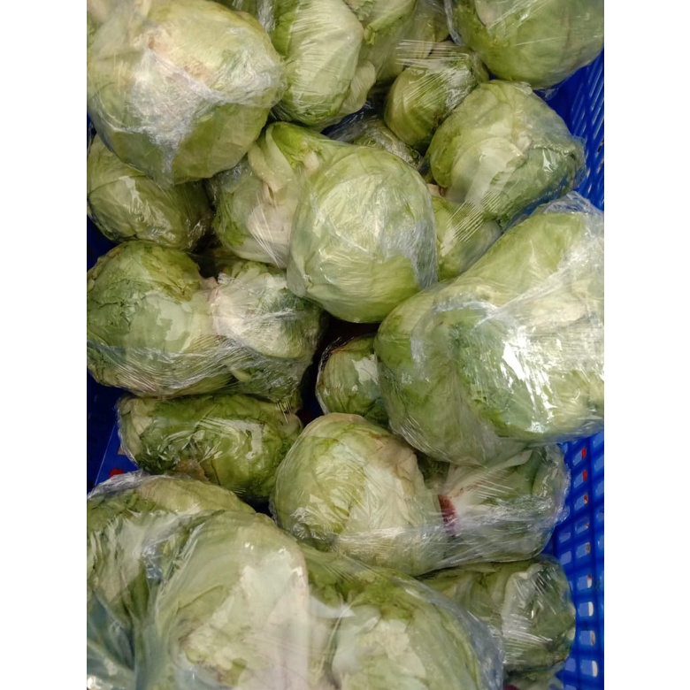 Jual Sayur Lettuce / Sayur Kebab / Head Lettuce 1 Kg | Shopee Indonesia