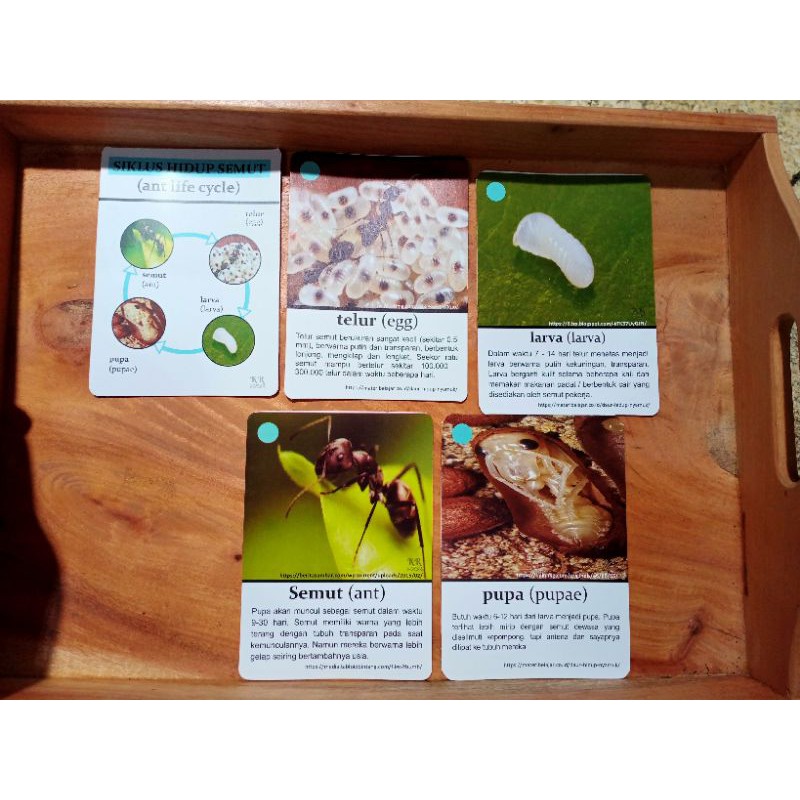 Jual life cycle card kartu siklus hidup semut | Shopee Indonesia