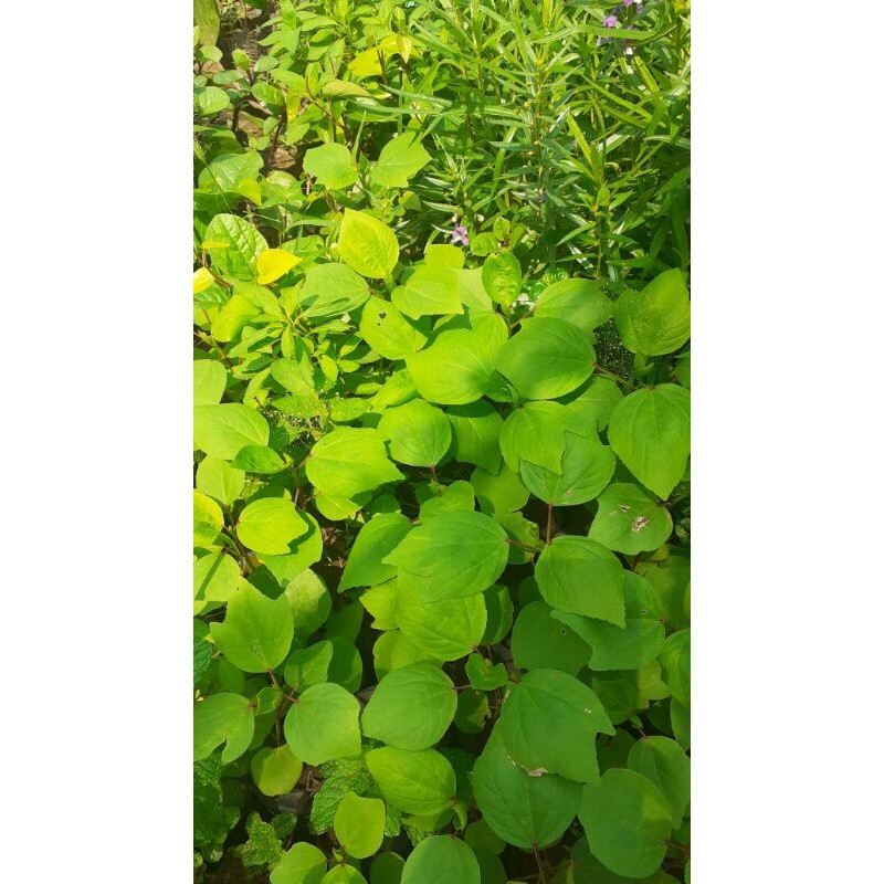 Jual BIBIT BUNGA ROSELLA bibit rosella bibit daun rosella bibit rosela ...