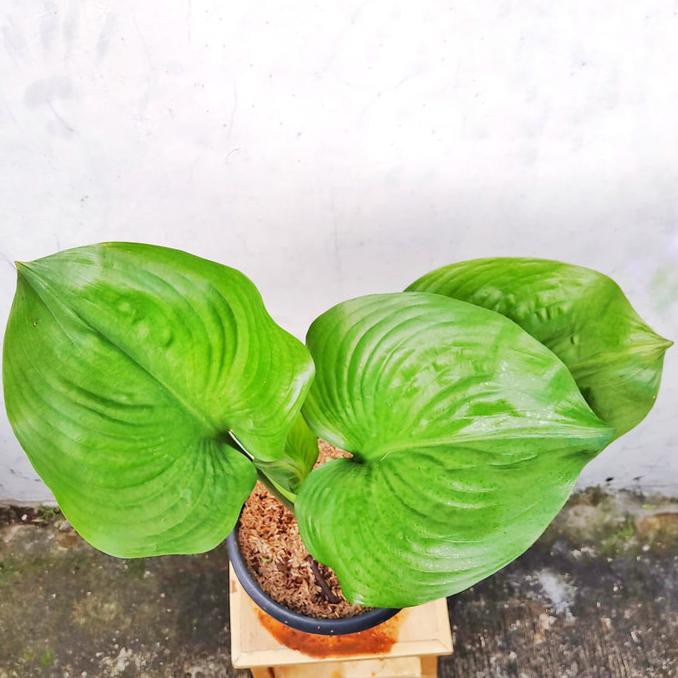 Jual Tanaman Hias Indoor - Proiphys Amboinensis / Cardwell Lily ...