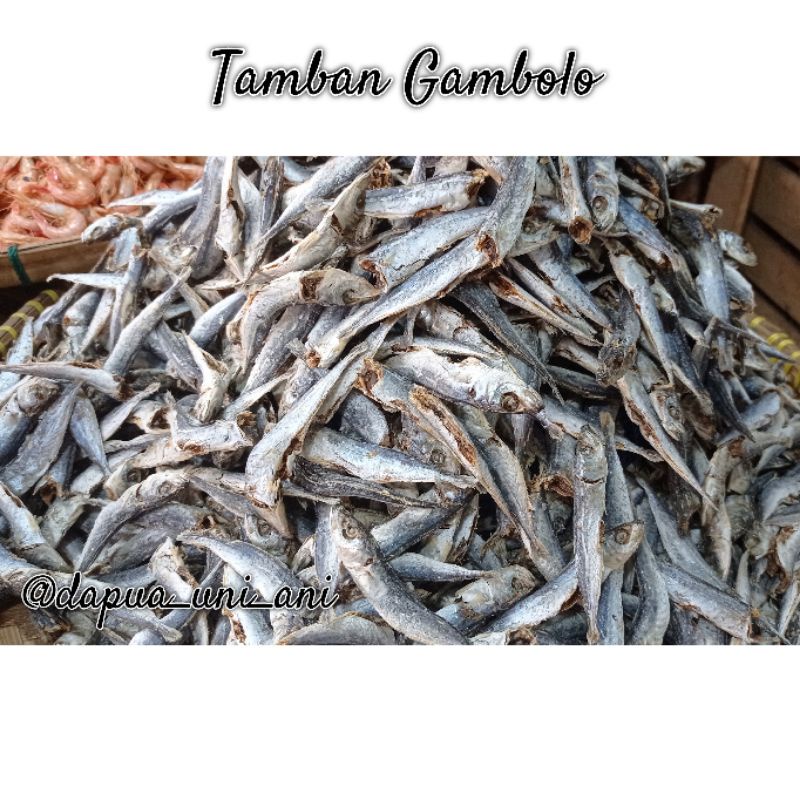 Jual IKAN TAMBAN GAMBOLO / TAMBAN SARAI | Shopee Indonesia