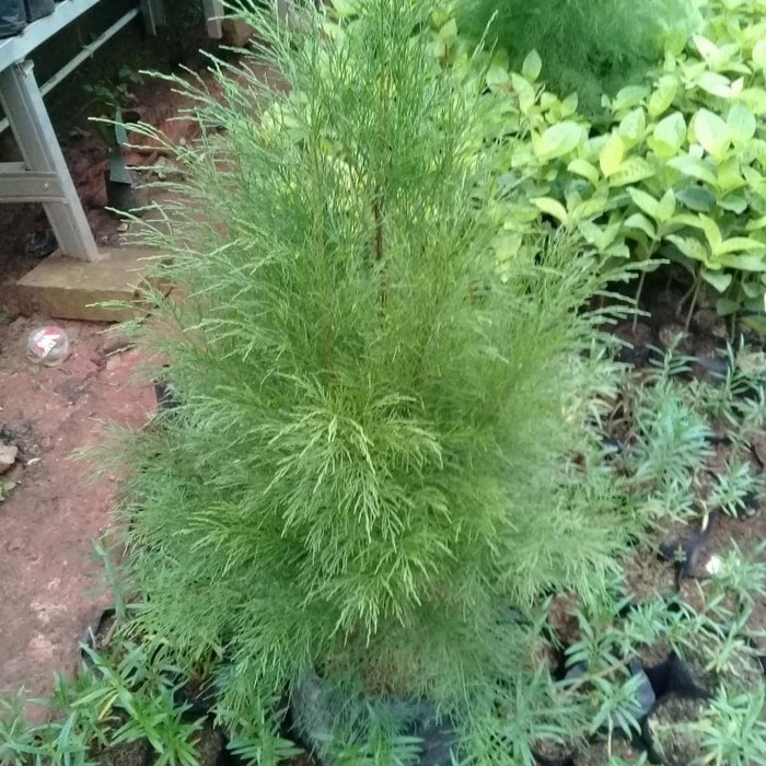 Jual tanaman hias cemara balon - pohon cemara balon | Shopee Indonesia