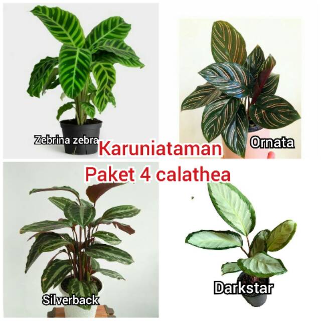 Jual Paket hemat 4 Pohon calathea cantik, tanaman hias | Shopee Indonesia