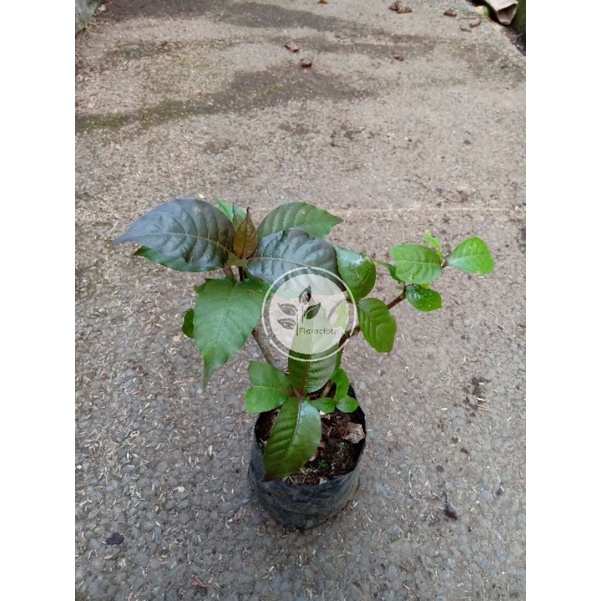 Jual Pohon daun ungu wungu - Bibit tanaman handelem handeulem - Daun ...