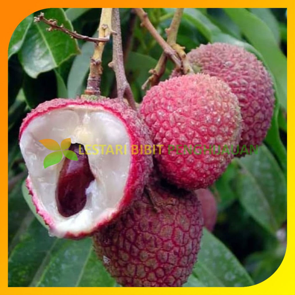 Jual Bibit pohon leci kom dataran rendah hasil cangkok- WISATA ARGOTANI ...