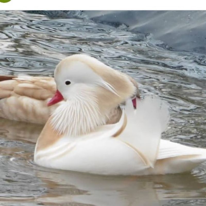 Jual telur bebek hias Mandarin putih cantik | Shopee Indonesia