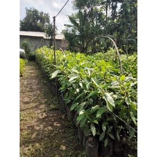 Jual Pohon Loa Terlengkap & Harga Terbaru Agustus 2024 | Shopee Indonesia