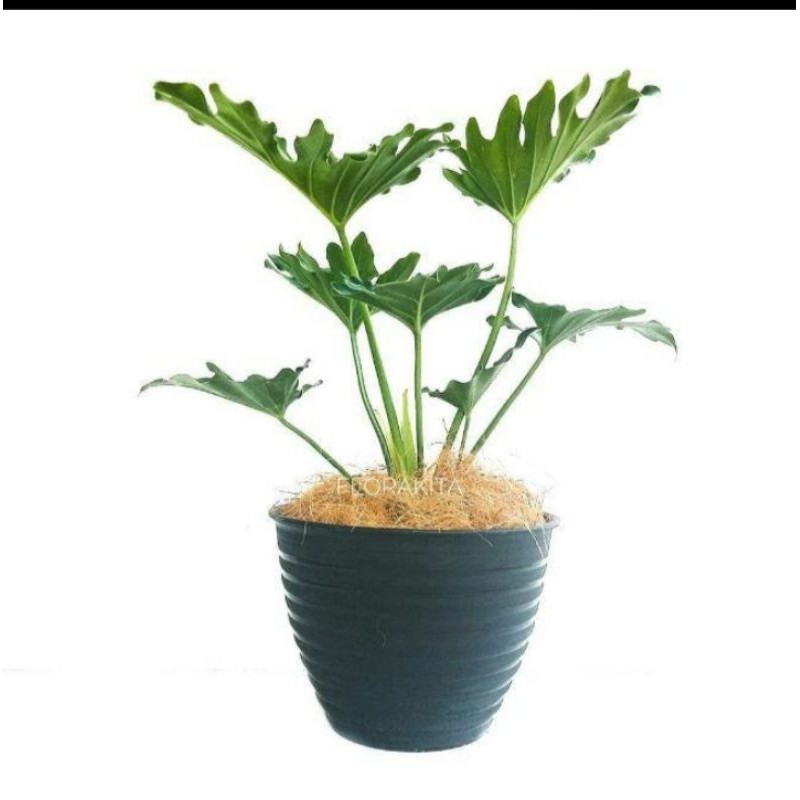 Jual tanaman hias monstera jari - philodendron selloum - bibit tanaman ...