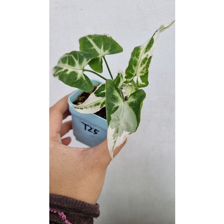 Jual Syngonium T25 variegata tembus | Shopee Indonesia
