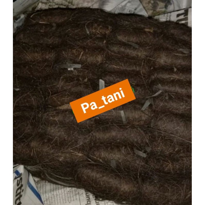 Jual IJUK AREN RESAPAN AIR | Shopee Indonesia