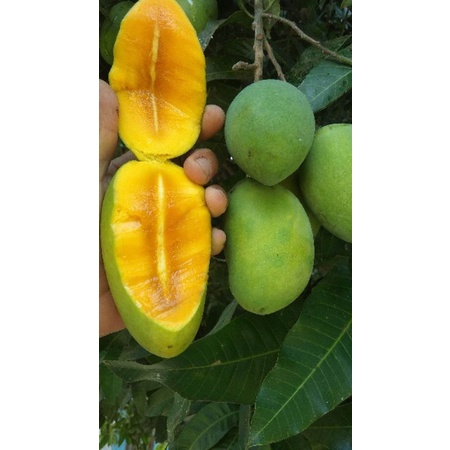 Jual bibit mangga podang gunung unggul | Shopee Indonesia