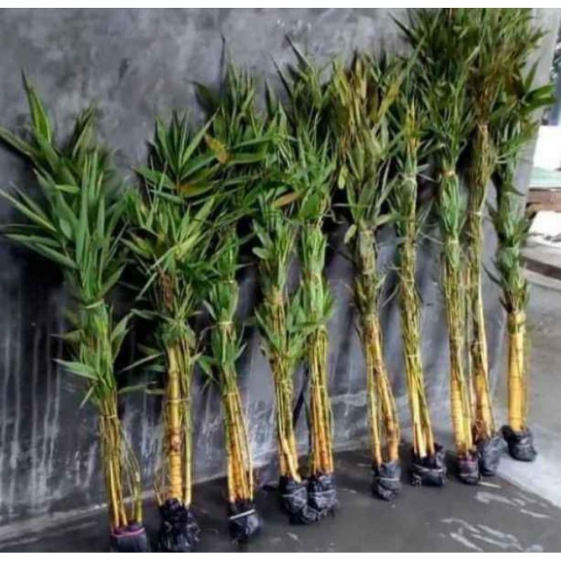 Jual bibit bambu kuning atau stek bambu kuning | Shopee Indonesia