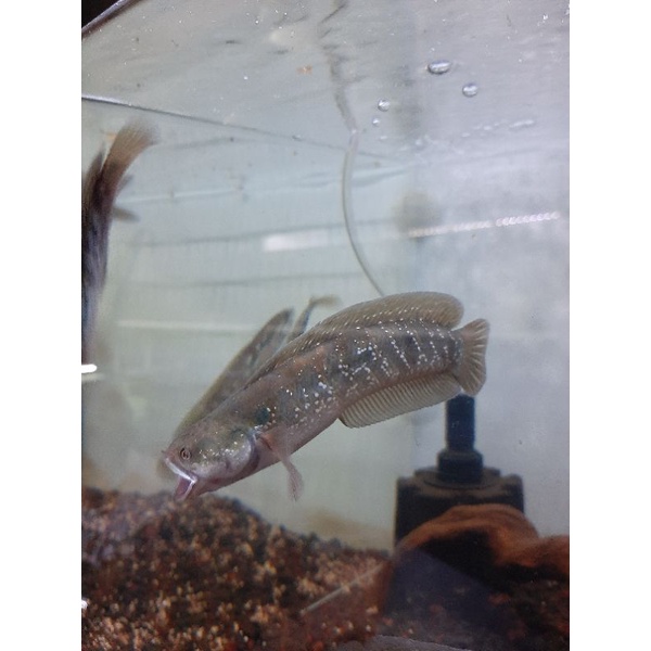 Jual channa asiatica ws | Shopee Indonesia