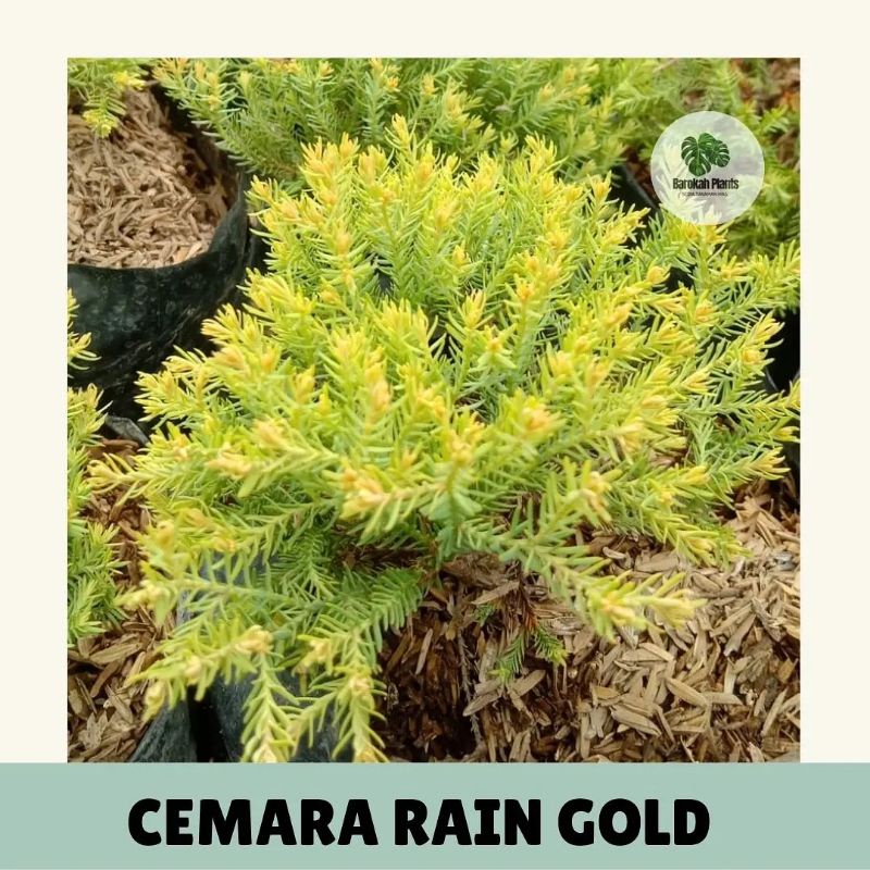 Jual Pohon Cemara Lucu nan Cantik | Shopee Indonesia