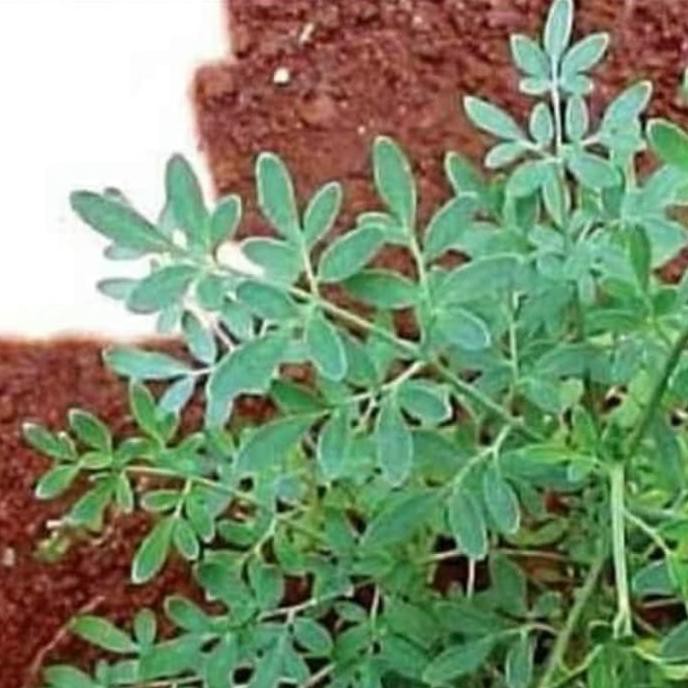 Jual Np@ Bibit Tanaman Herbal Inggu/Daun Inggu | Shopee Indonesia