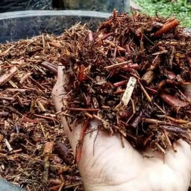 Jual Media tanam pakis andam 500gr pakis cacah | Shopee Indonesia