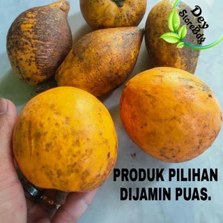 Jual Buah Alkesa Terlengkap & Harga Terbaru Mei 2024 | Shopee Indonesia