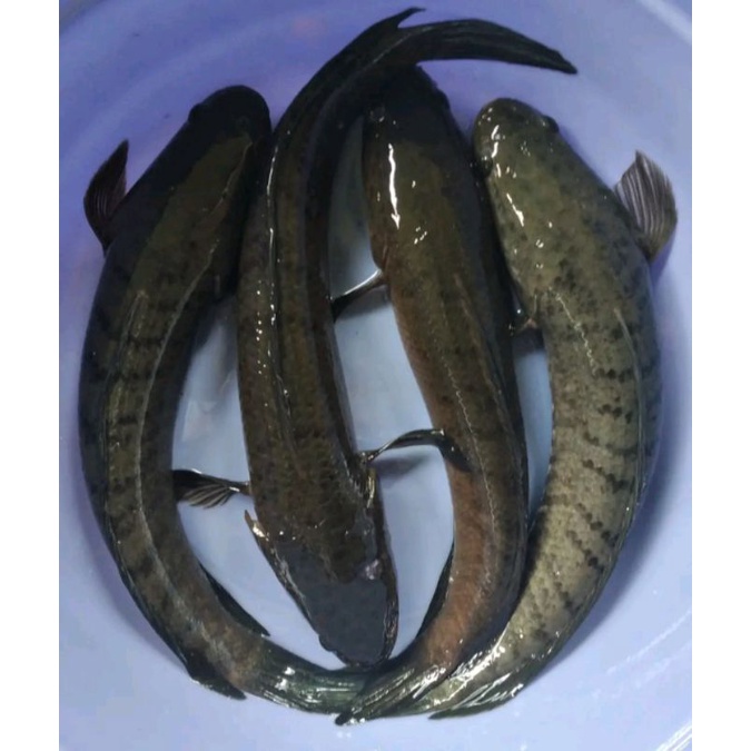 Jual IKAN GABUS HIDUP&SEGAR 1KG | Shopee Indonesia
