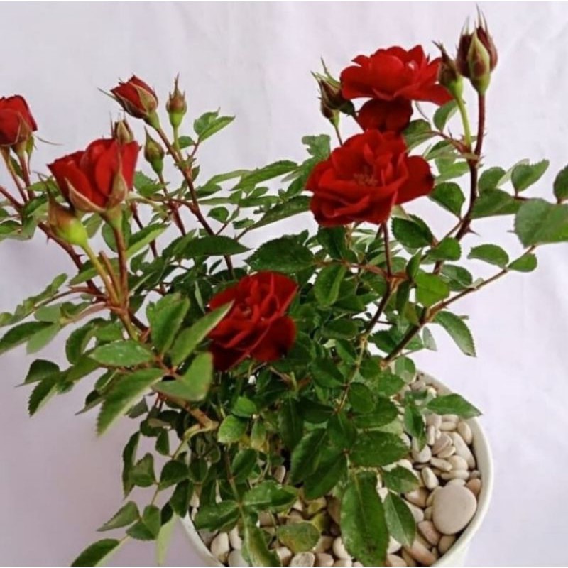 Jual Pohon Mawar Merah / Bunga Rose Tanaman Hias Pohon Mawar Bunga ...