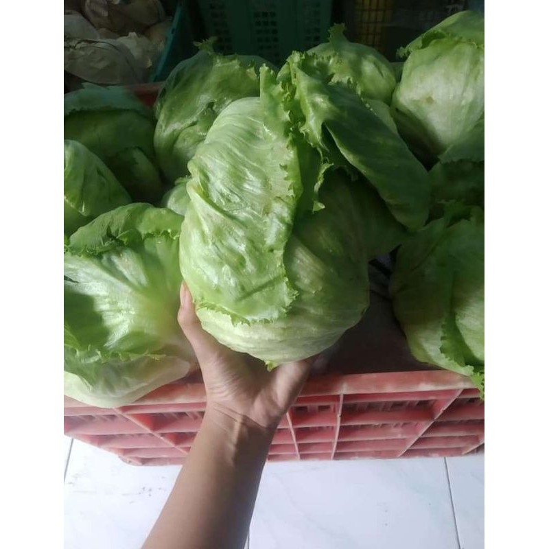 Jual Letuce 1kg | Shopee Indonesia