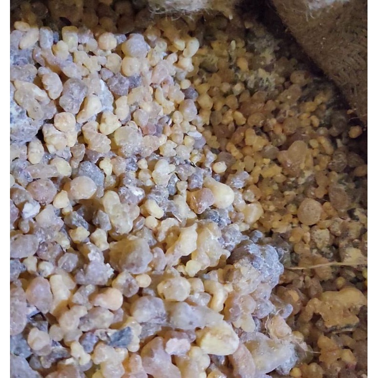 Jual LUBAN DAKAR BUKHUR MUSTAKI PREMIUM QUALITY ARAB 1KILO | Shopee ...