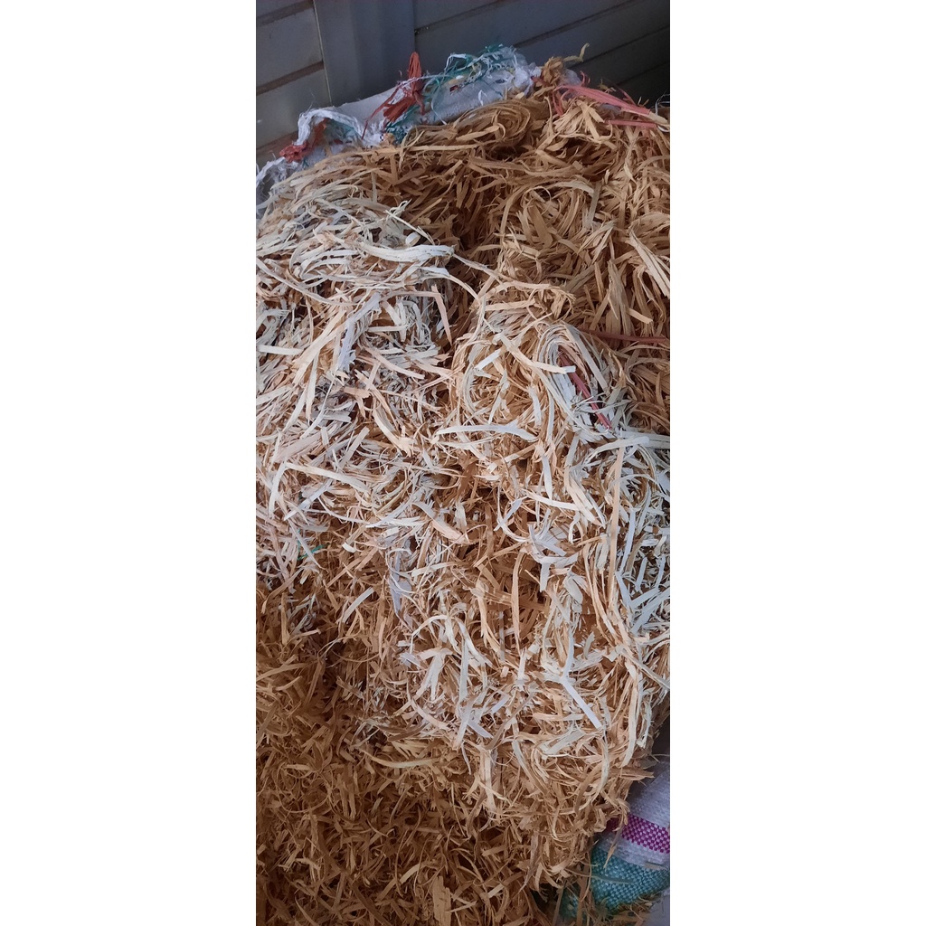 Jual Widoro Laut / Bidara Laut / Doro Laut / Kayu Ular Asli original ...