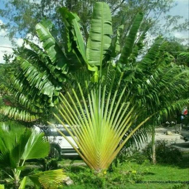 Jual Tanaman Hias Pohon Pisang Kipas Shopee Indonesia