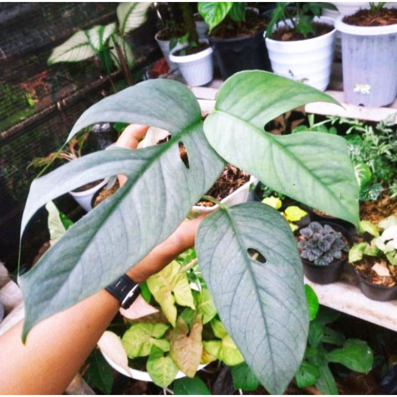 Jual monstera Cebu blue | Shopee Indonesia
