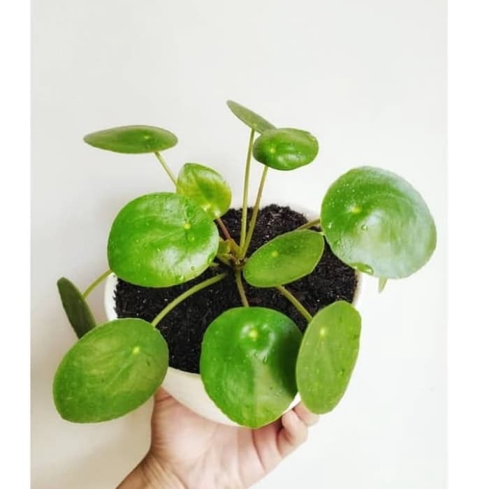 Jual Tanaman Hias Chinese Money Plant / Pilea Peperomioides | Shopee ...