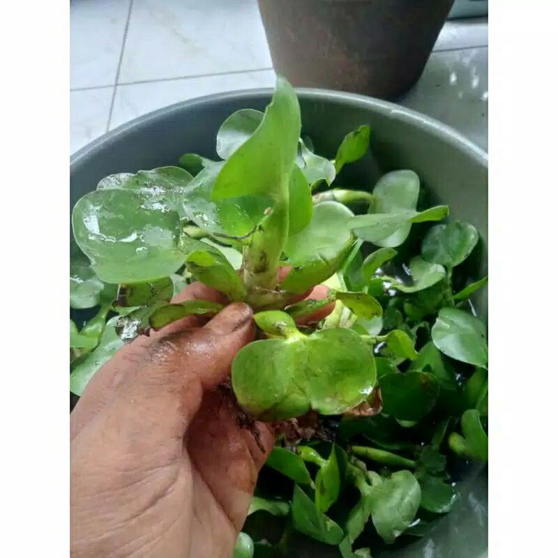 Jual tanaman eceng gondok | Shopee Indonesia