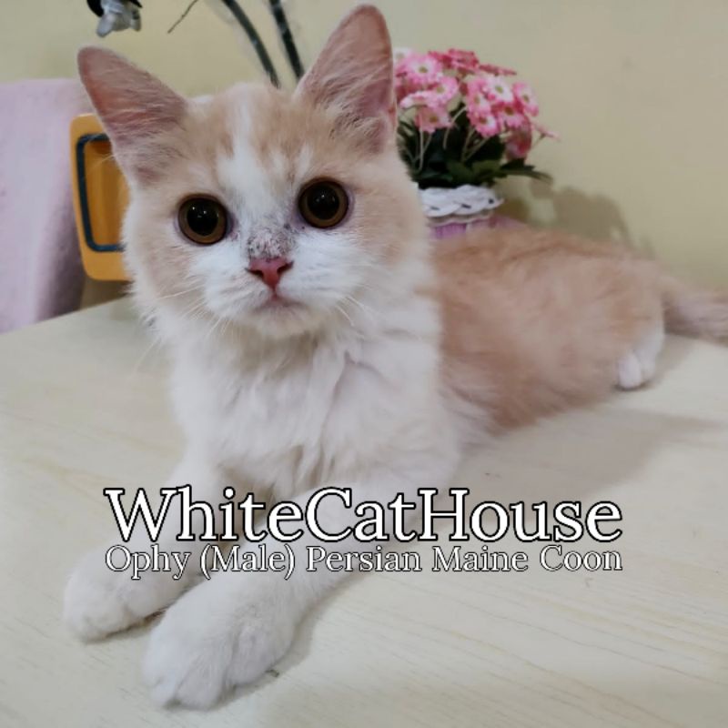 Jual Kucing Maine Coon Mix Persian (Jantan Lucu) | Shopee Indonesia