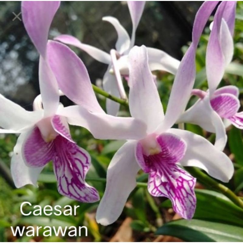Jual Caesar warawan anggrek hibrid | Shopee Indonesia